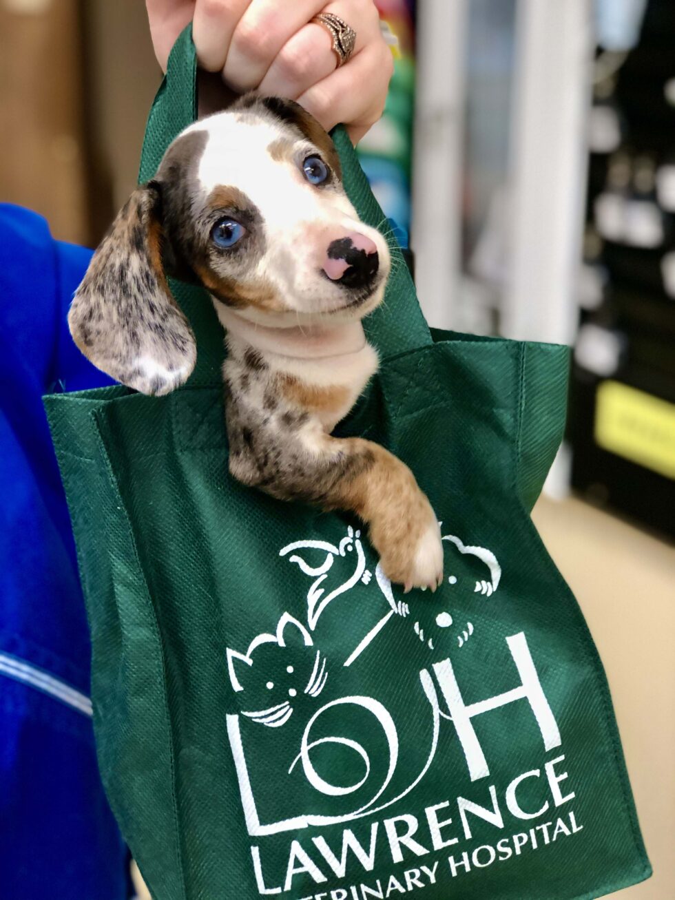 Pet Boarding In Lawrence, KS 66047 | Lawrence Veterinary Hospital
