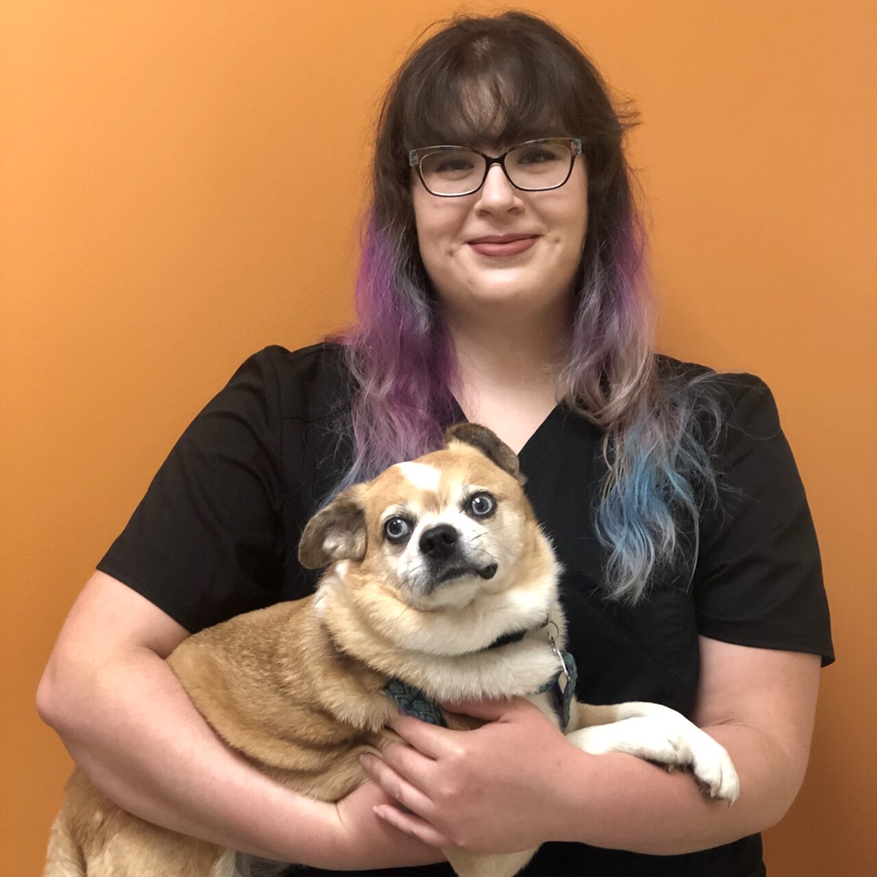 Veterinarian In Lawrence, KS 66047 | Lawrence Veterinary Hospital