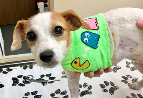 Lawrence, KS 66047 Veterinary Services | Lawrence Veterinary Hospital