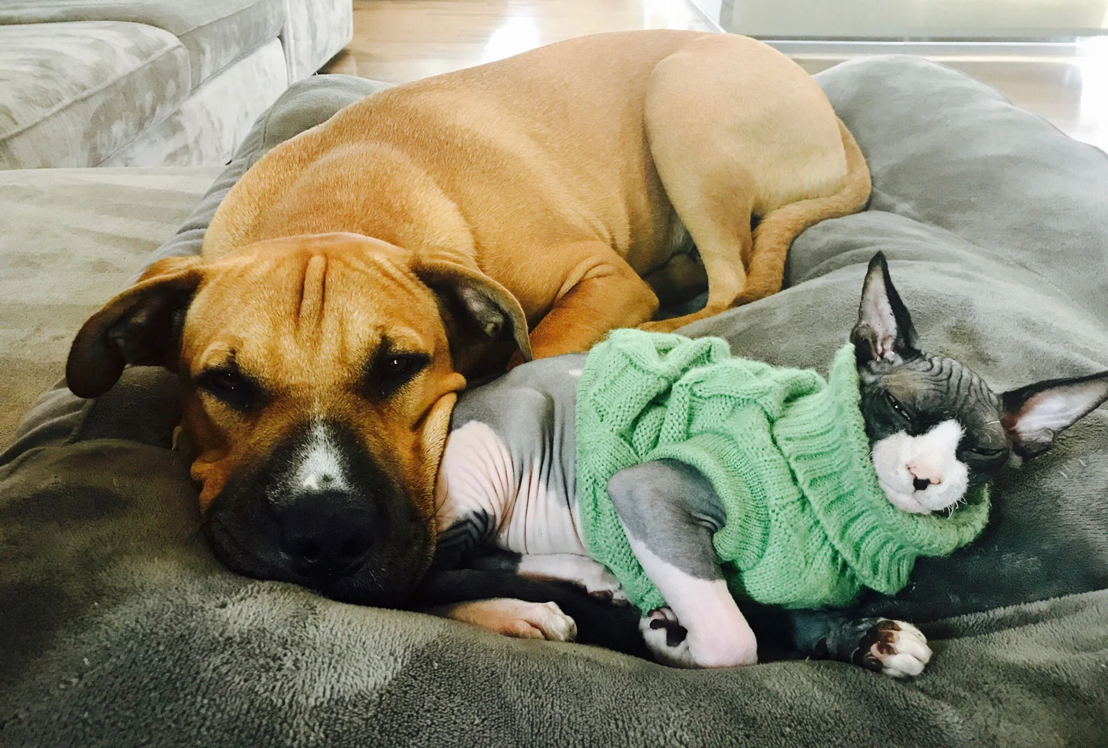 Boarding Drop-off Form | Lawrence Veterinary Hospital